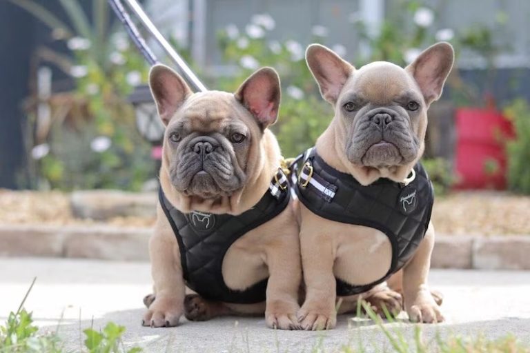 Walking Doggies | Neck Adjustable, Vegan Leather Health Harness For Dogs