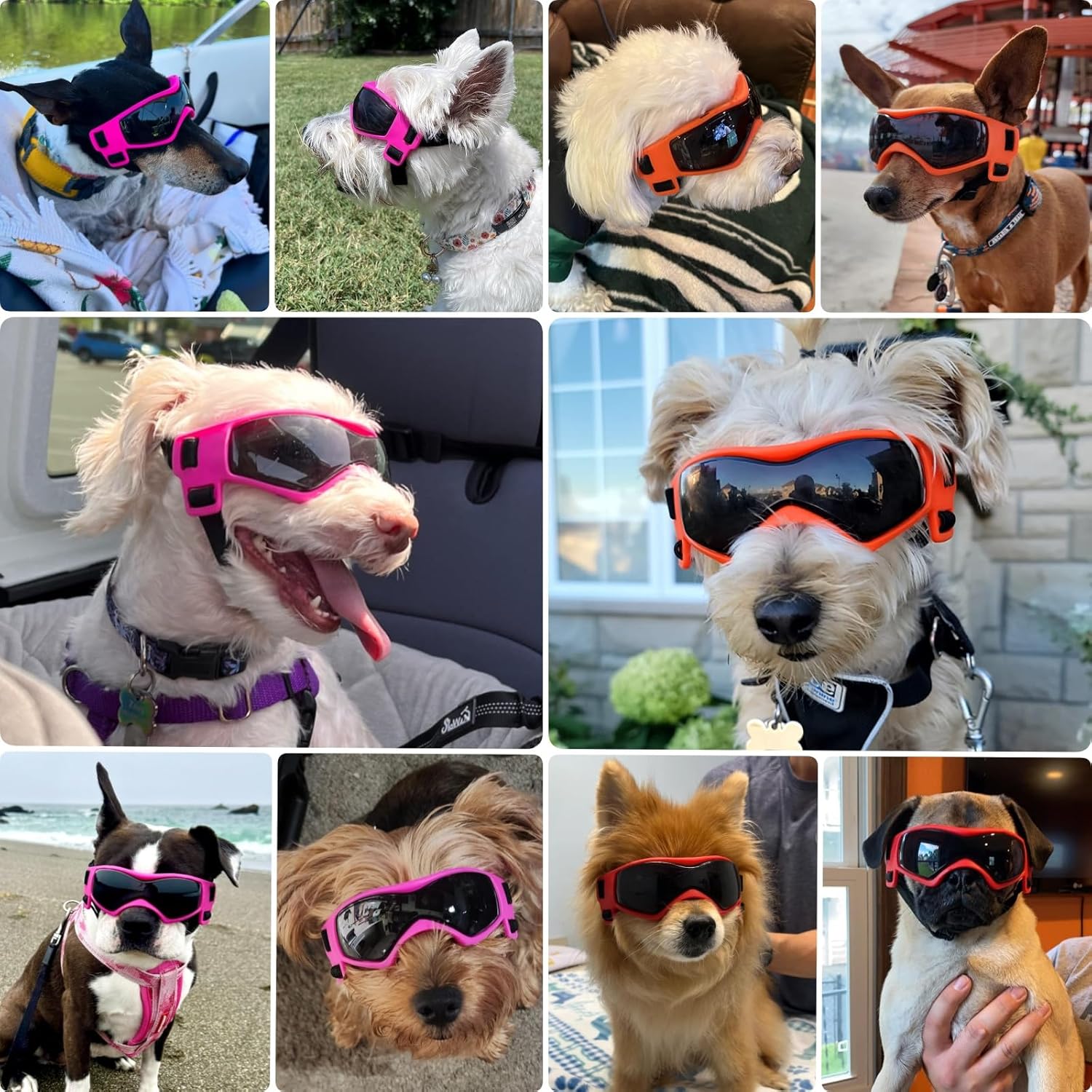 Walking Doggies | The Winter Can be Harsh on Your Dog's Eyes. These ...