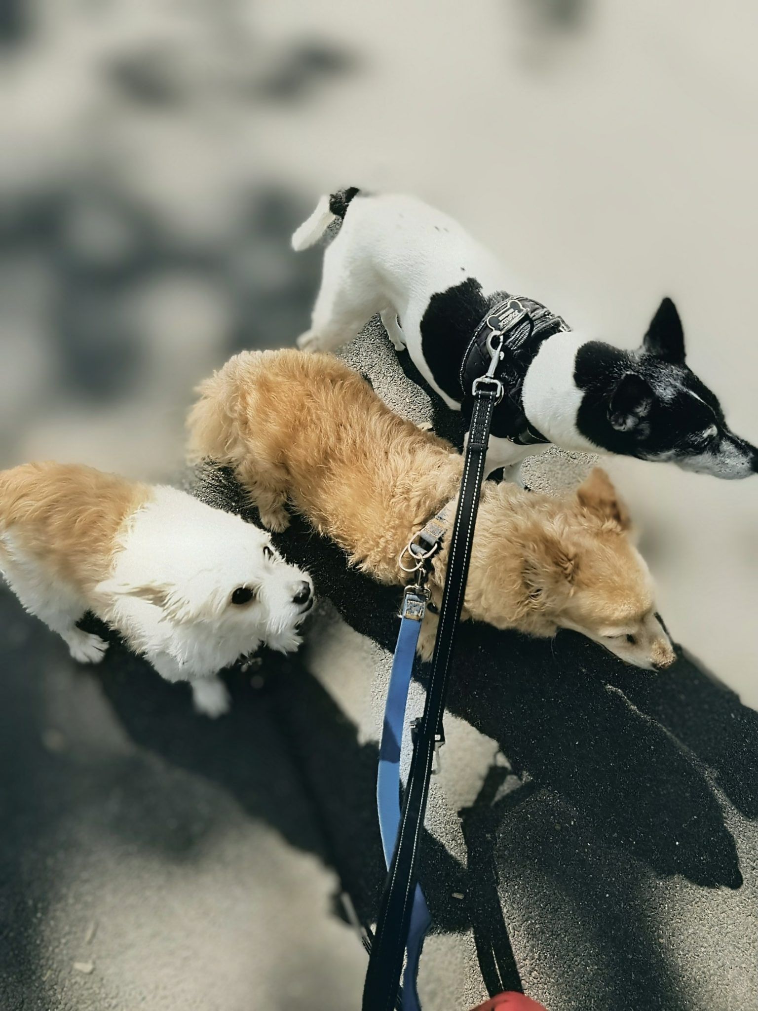 Walking Doggies | Barnaby and Mack in Unison With Their Best Friend Jaxson